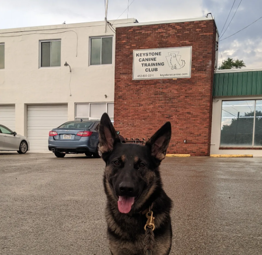 4.6 ⭐ Keystone Canine Club in Pittsburgh - Reviews - Phone, Address ...